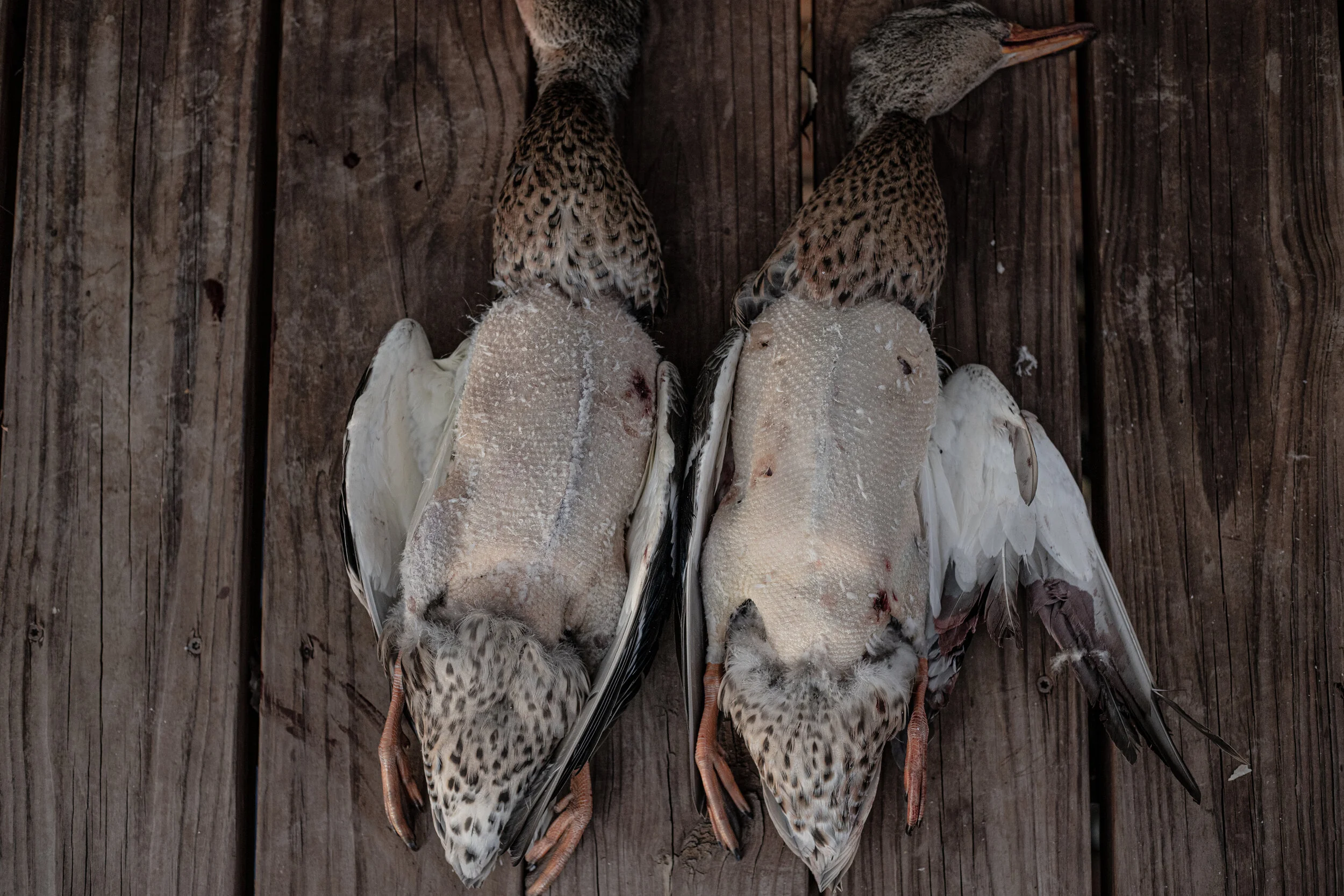 Aging/Hanging Ducks - Split Reed