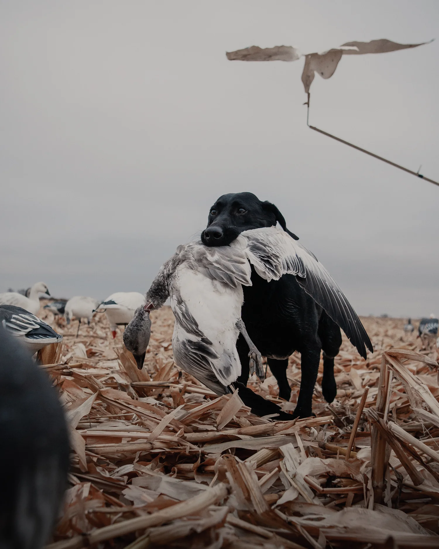 Snow Goose Hunting with Flatland Flyways - Split Reed