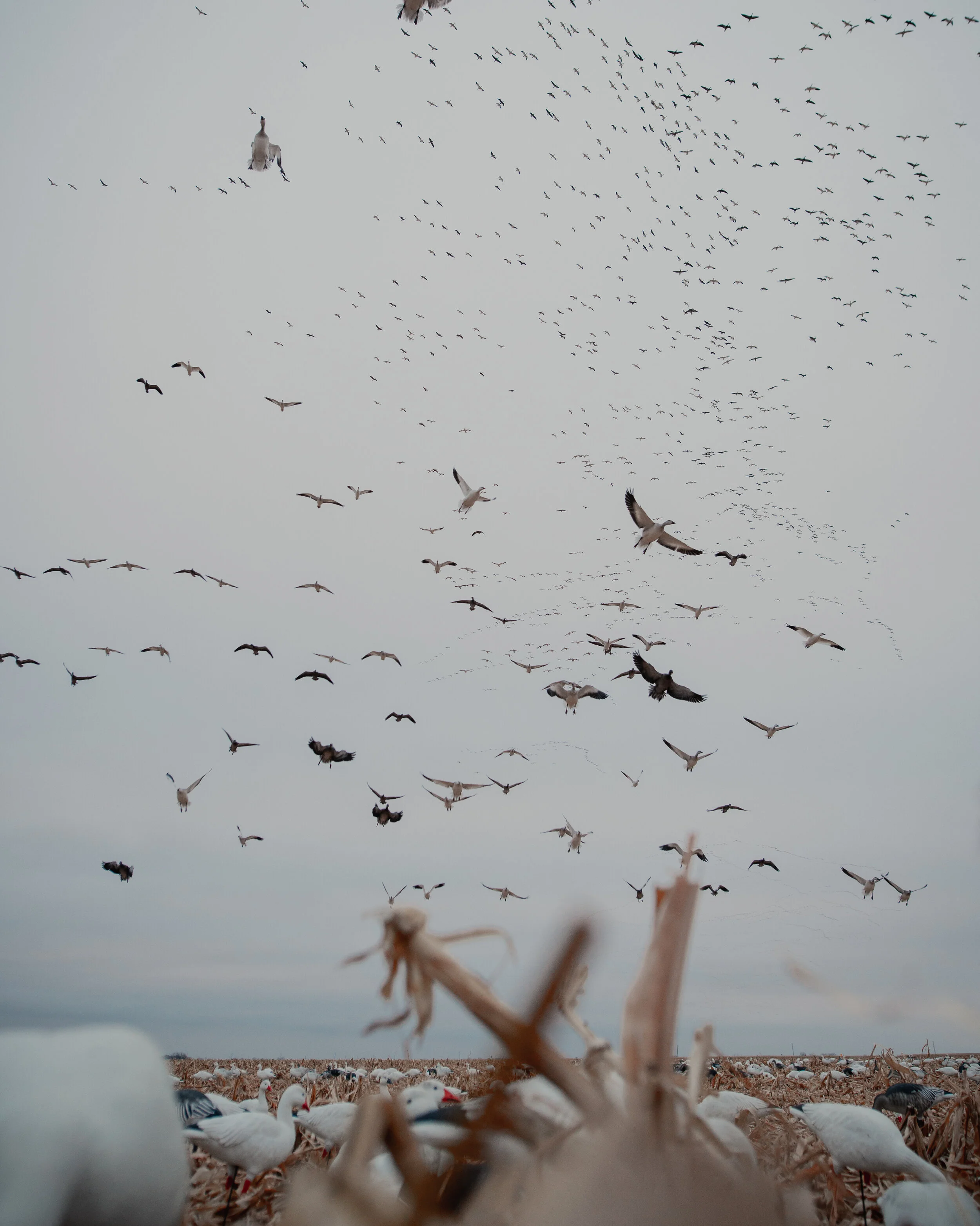 Snow Goose Hunting with Flatland Flyways - Split Reed