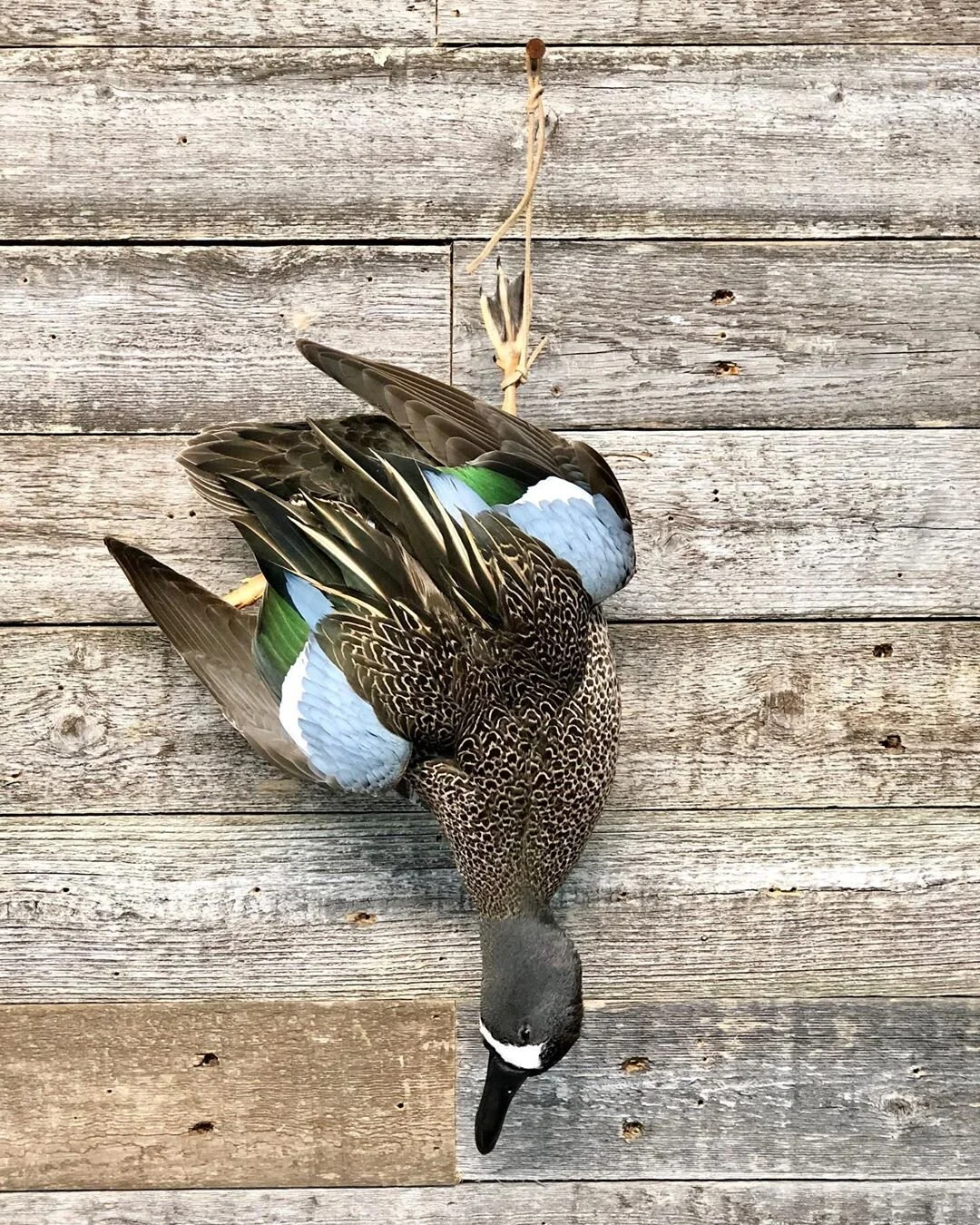 Mallard Duck Mount Ideas