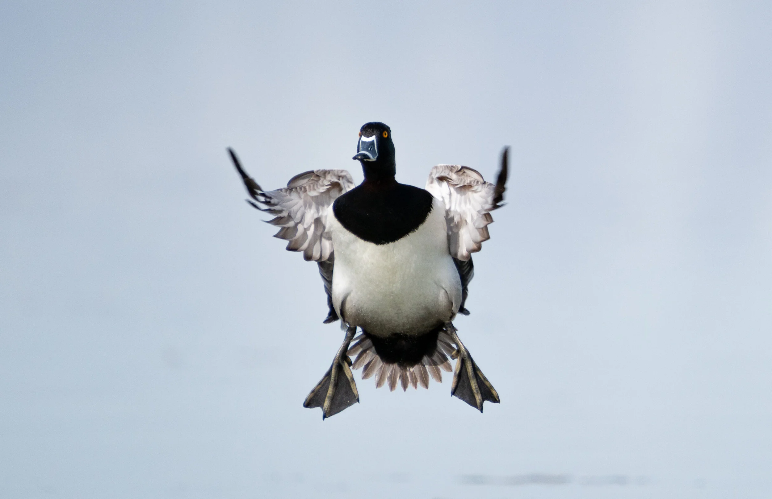 7 Tips for Better Waterfowl Photos - Split Reed