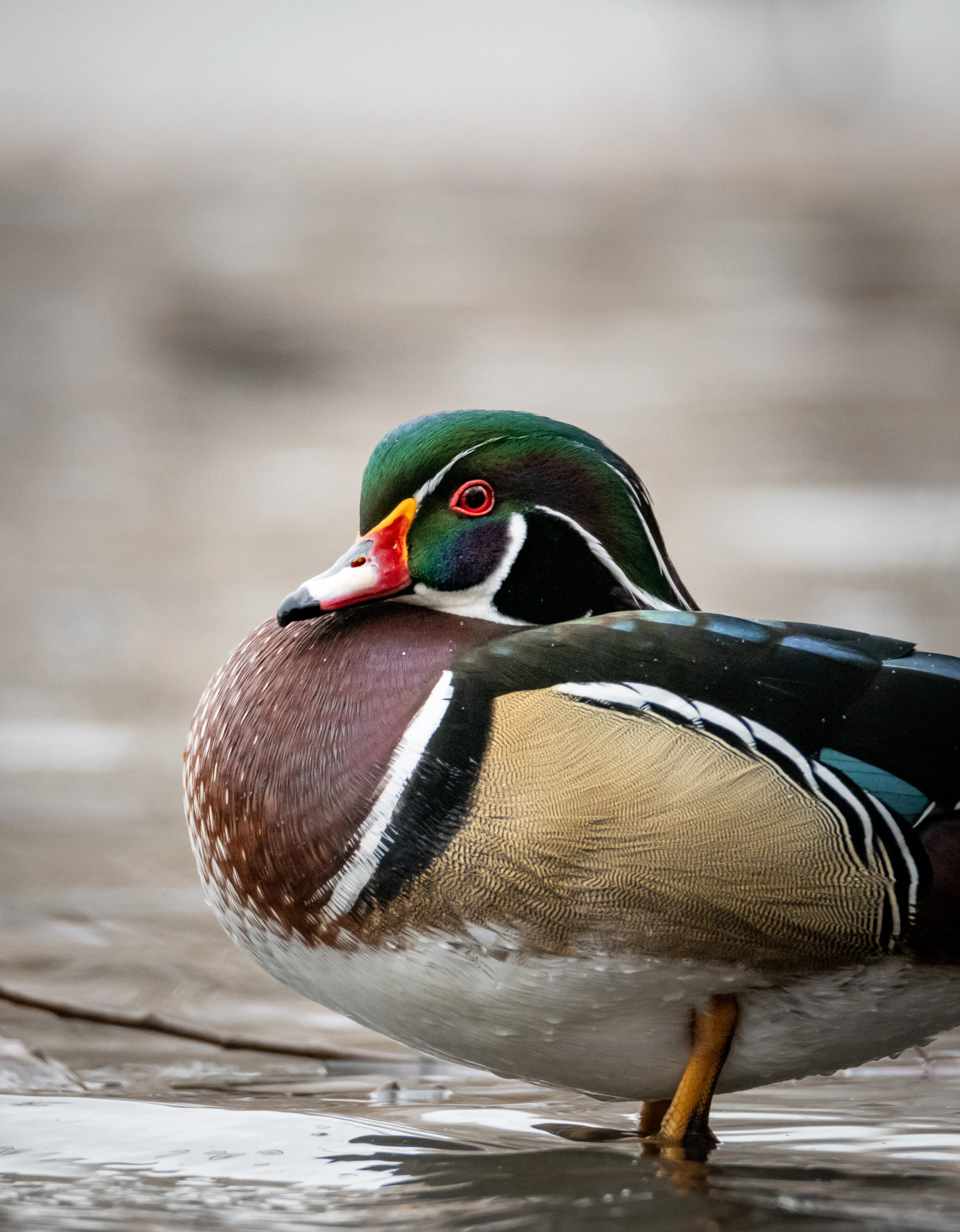 7 Tips for Better Waterfowl Photos - Split Reed