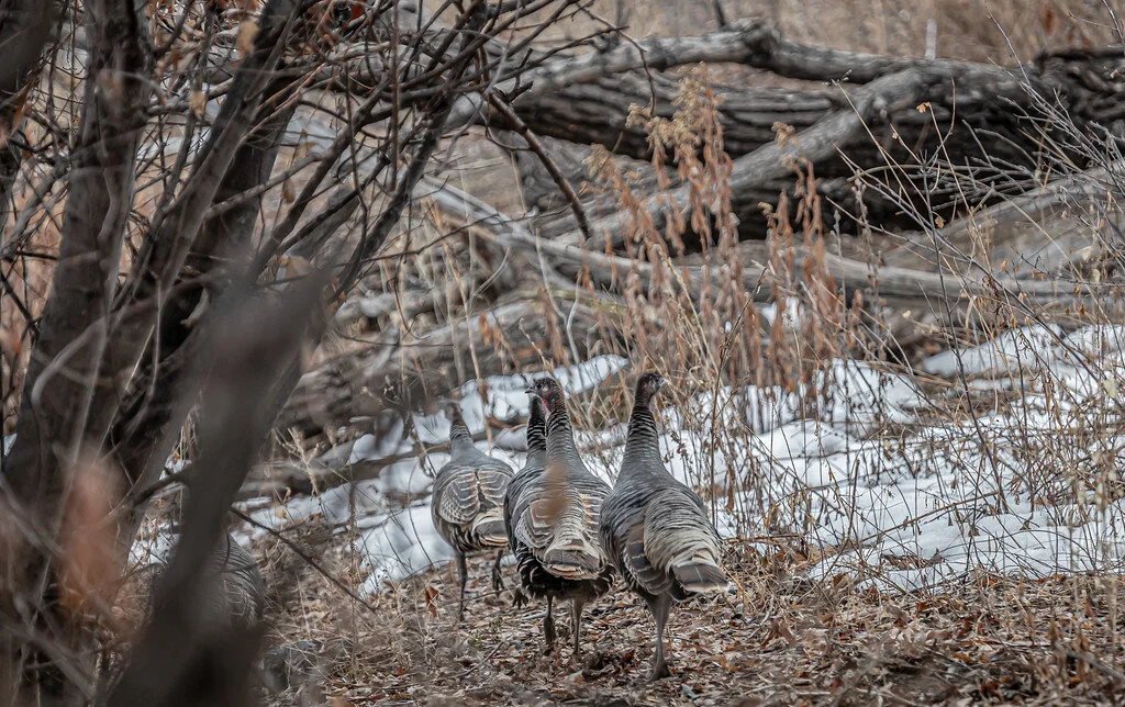 Why Turkeys are the Easiest & Hardest Bird to Kill - Split Reed
