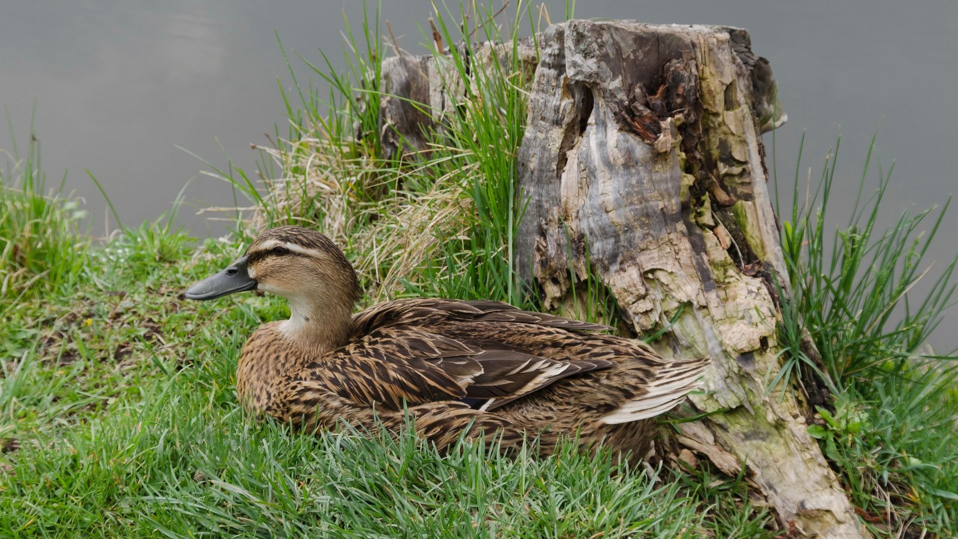 Duck Harvesting: Attracting Waterfowl with Ideal Seed Choices and ...