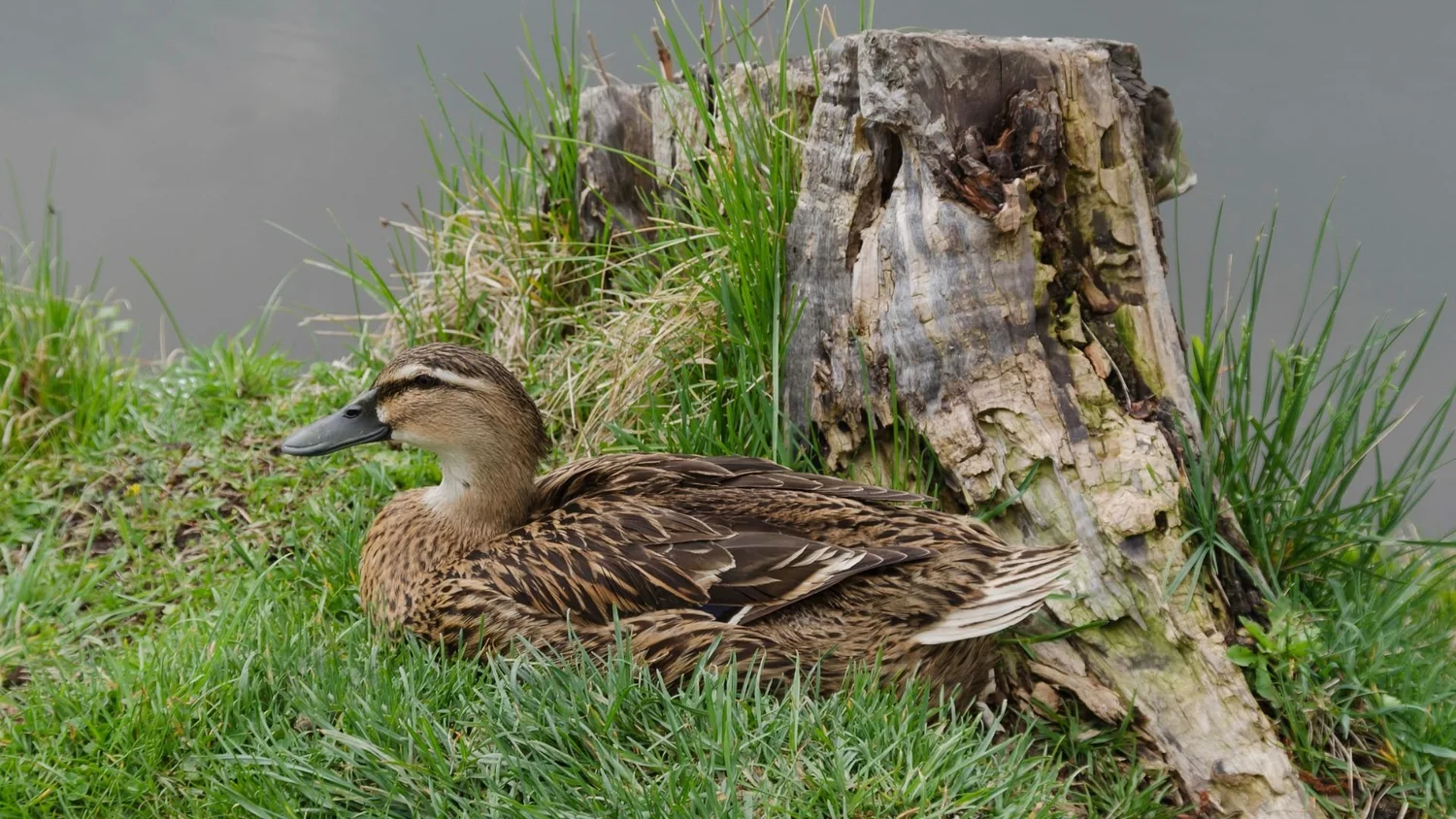 Duck Harvesting: Attracting Waterfowl with Ideal Seed Choices and ...