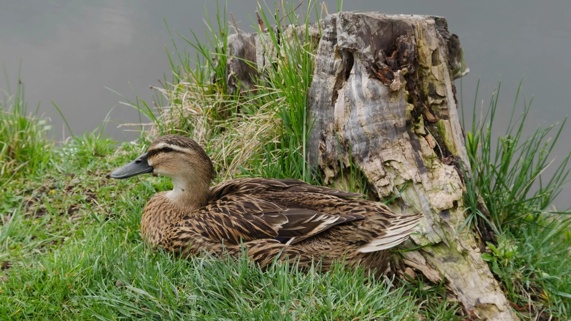 Duck Harvesting: Attracting Waterfowl with Ideal Seed Choices and ...