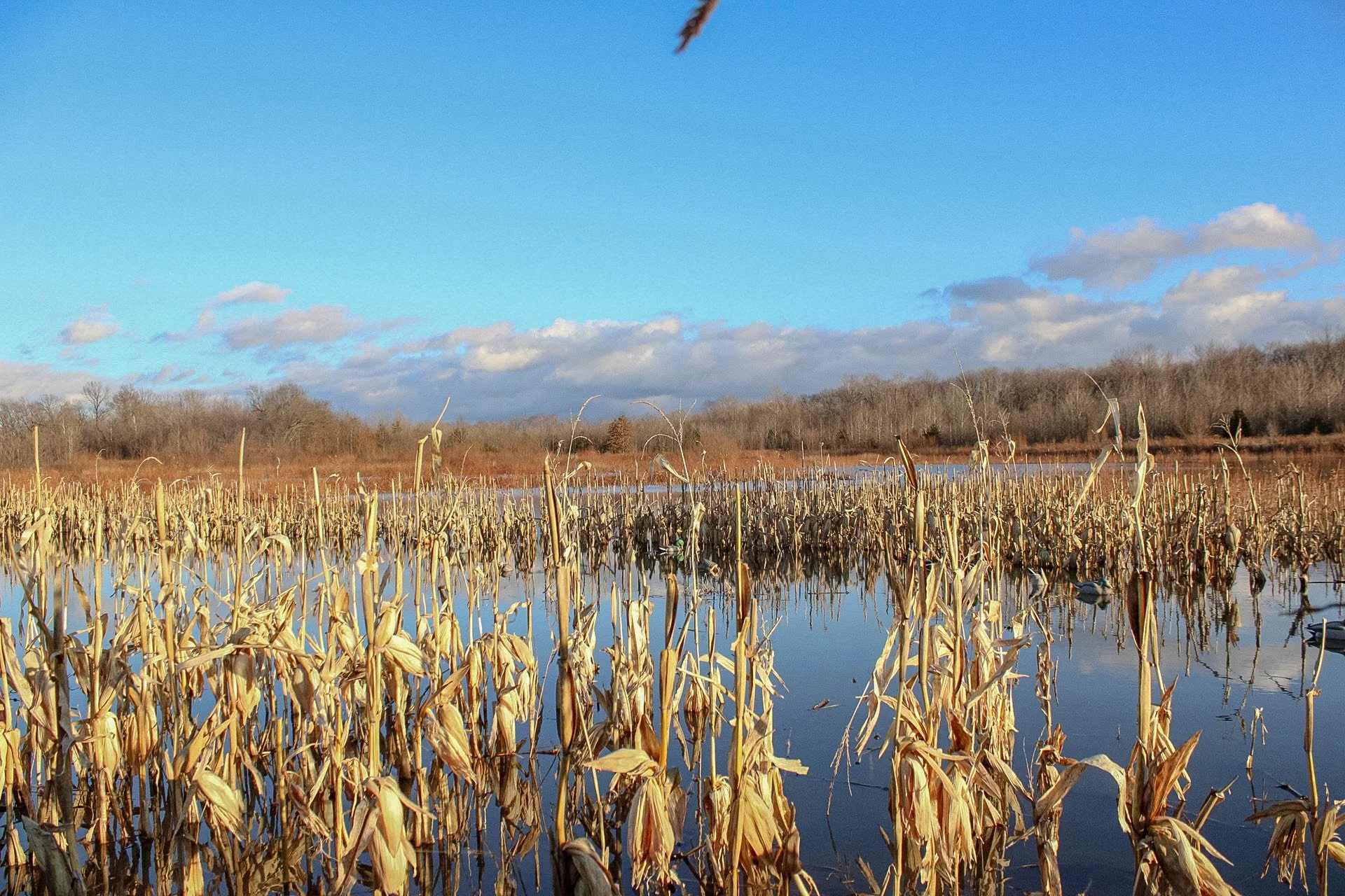 Diving into Adaptive Hunting - Split Reed