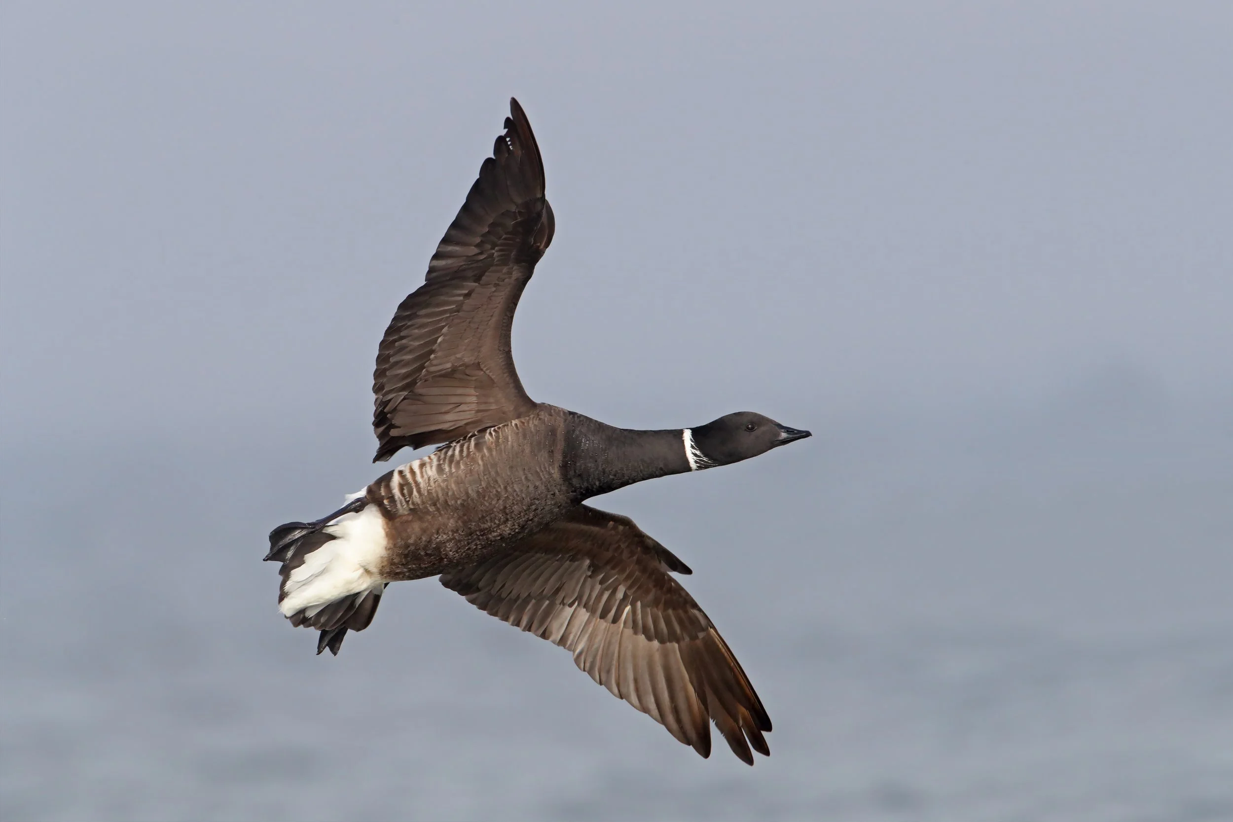 Brant Goose Migration