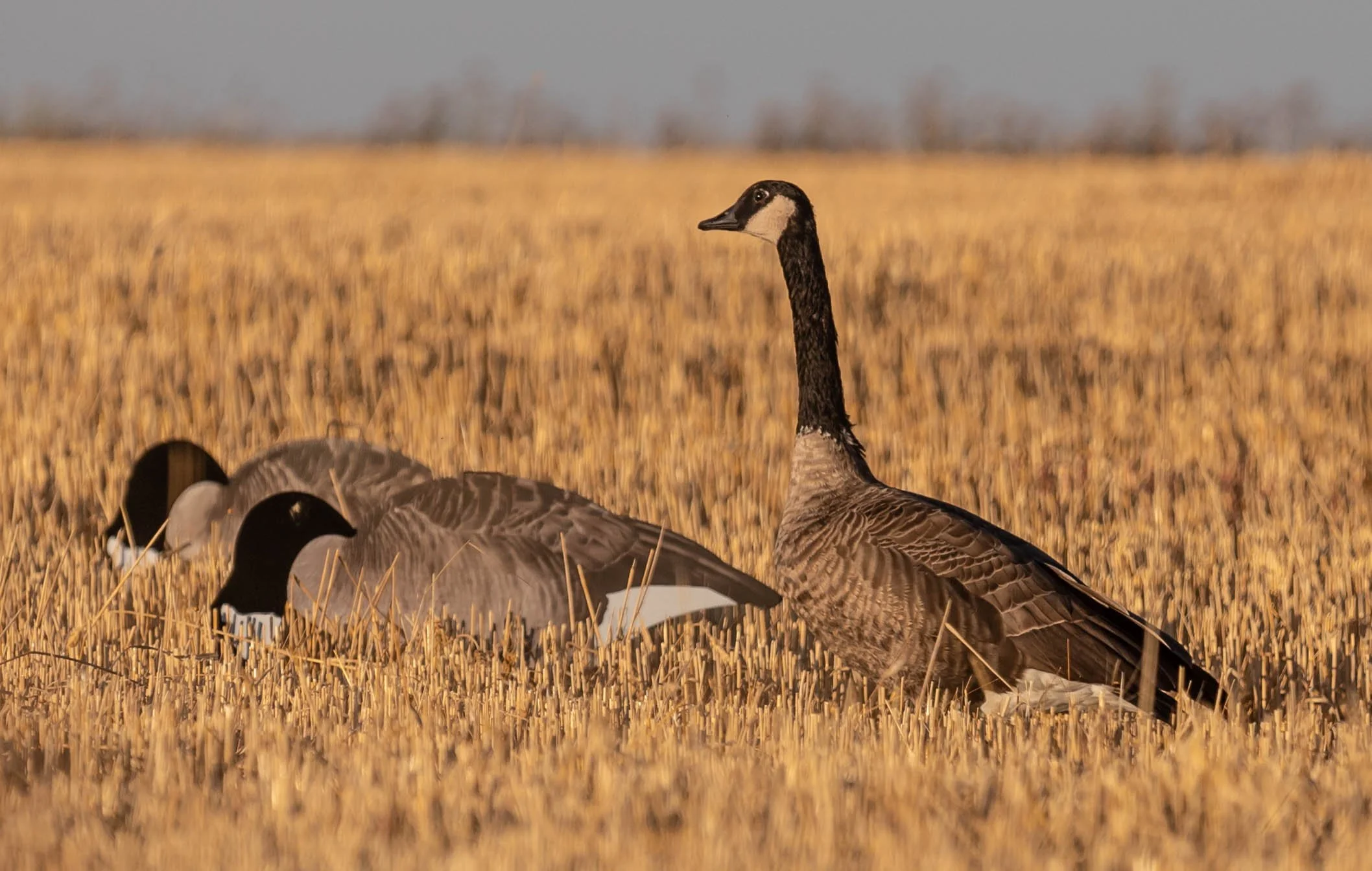Gearing up for Early Season Goose - Split Reed