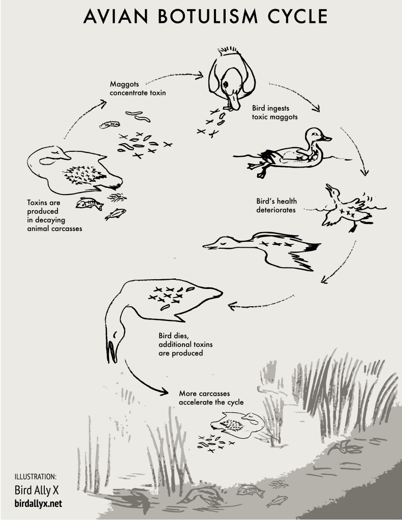 Avian Botulism - Split Reed