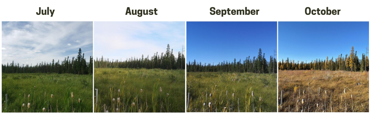 Vegetation Inventory — Boreal Wetland Centre