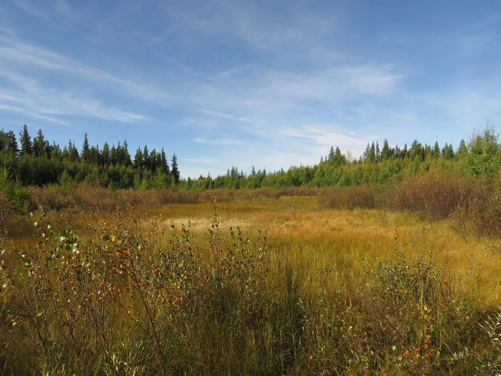 Wetlands at Evergreen Park — Boreal Wetland Centre