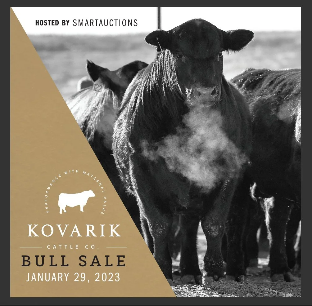 BULL SALE — Kovarik Cattle Co.