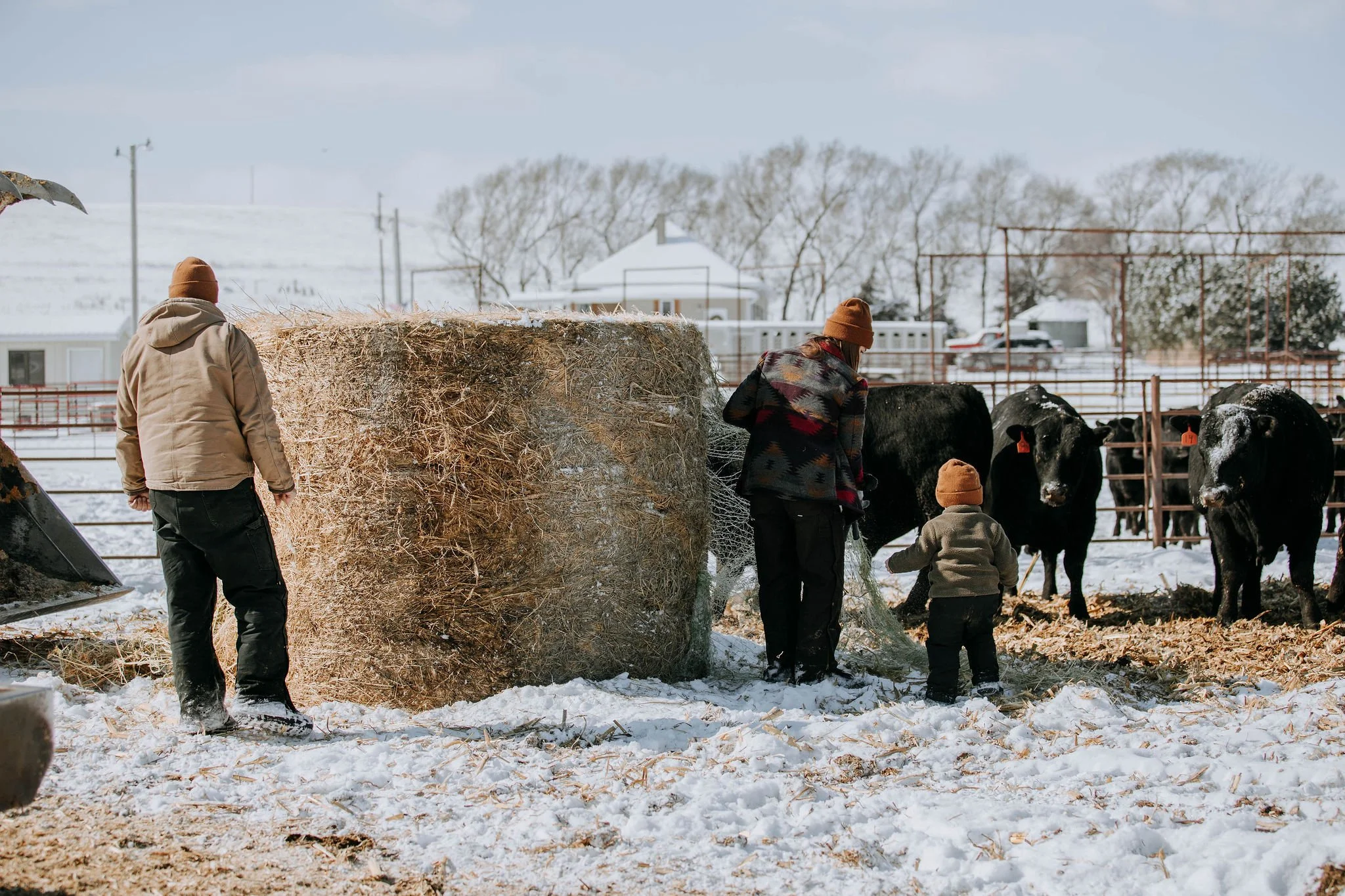 BULL SALE — Kovarik Cattle Co.