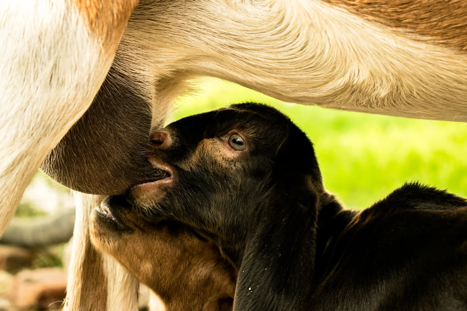 Immunity, the Immune System, and Raw Milk — Raw Milk Institute