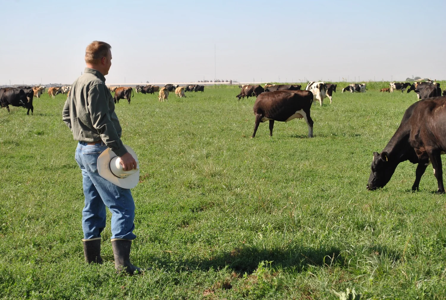 Advice for Farmers Considering the Switch to Raw Milk — Raw Milk Institute