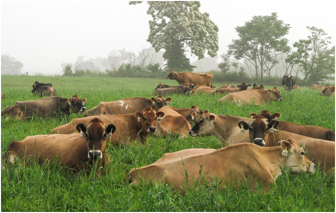 Two Types of Raw Milk — Raw Milk Institute