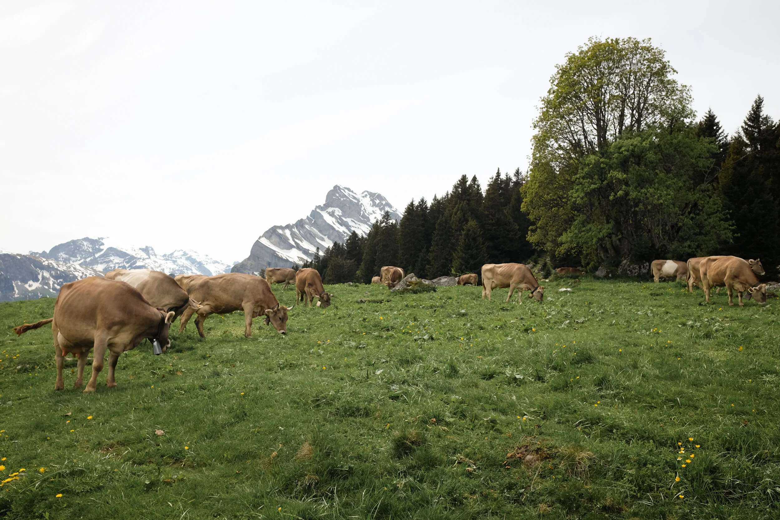Why Humans Drink (RAW) Milk — Raw Milk Institute