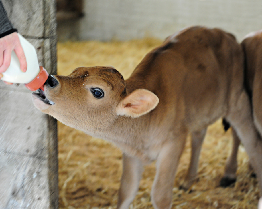 Managing the Increased Risks of Calf-Sharing on Raw Milk Farms — Raw ...