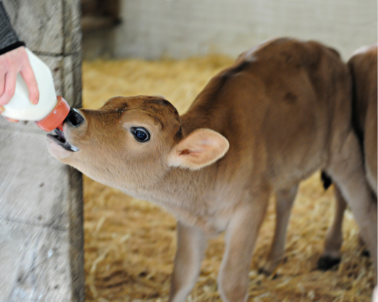 Managing the Increased Risks of Calf-Sharing on Raw Milk Farms — Raw ...