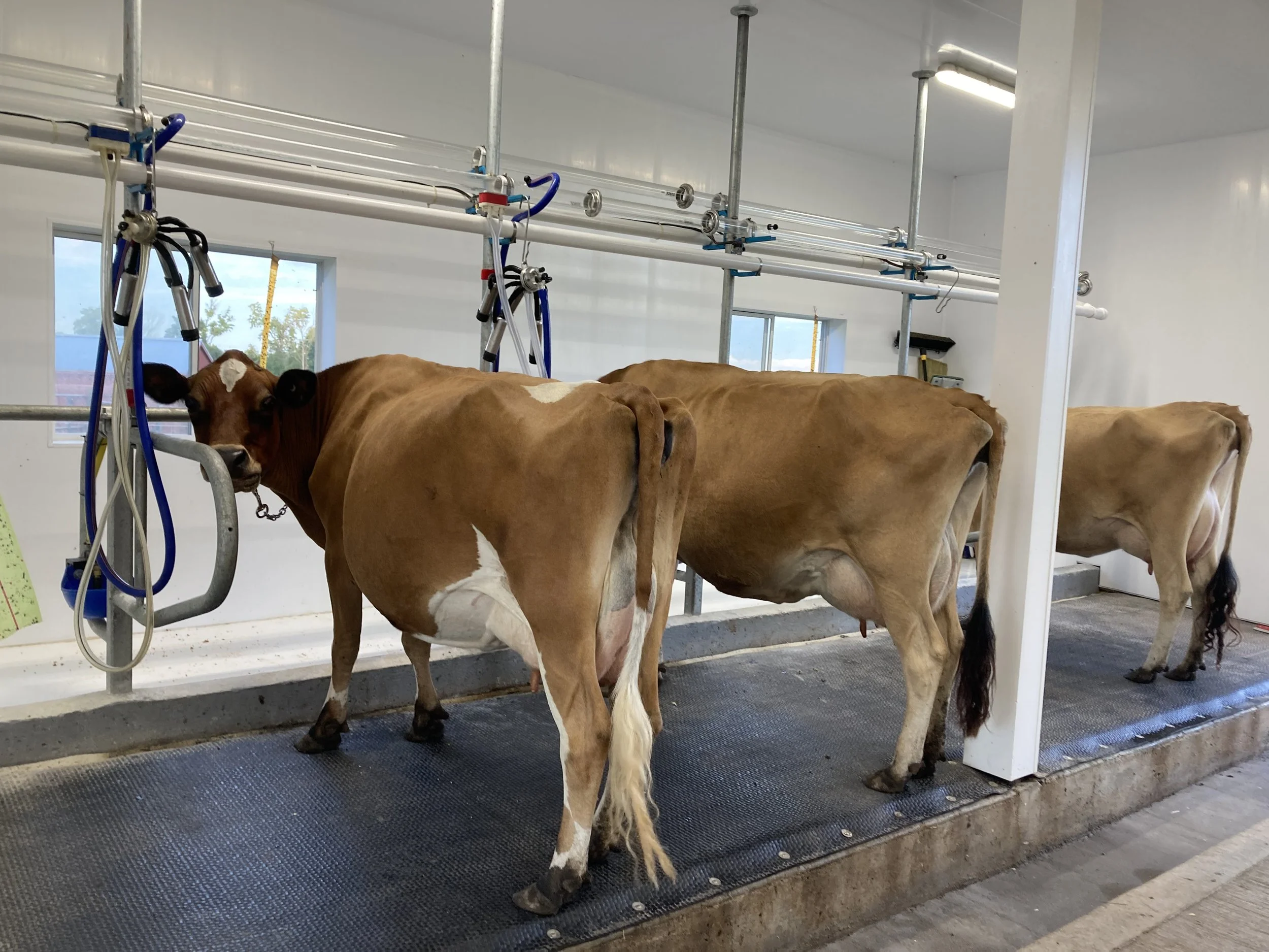 Latest Research and Updates — Raw Milk Institute