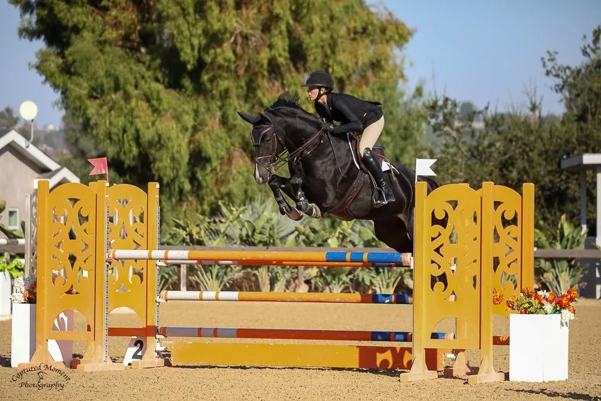 Night Shade — Hap Hansen Stables