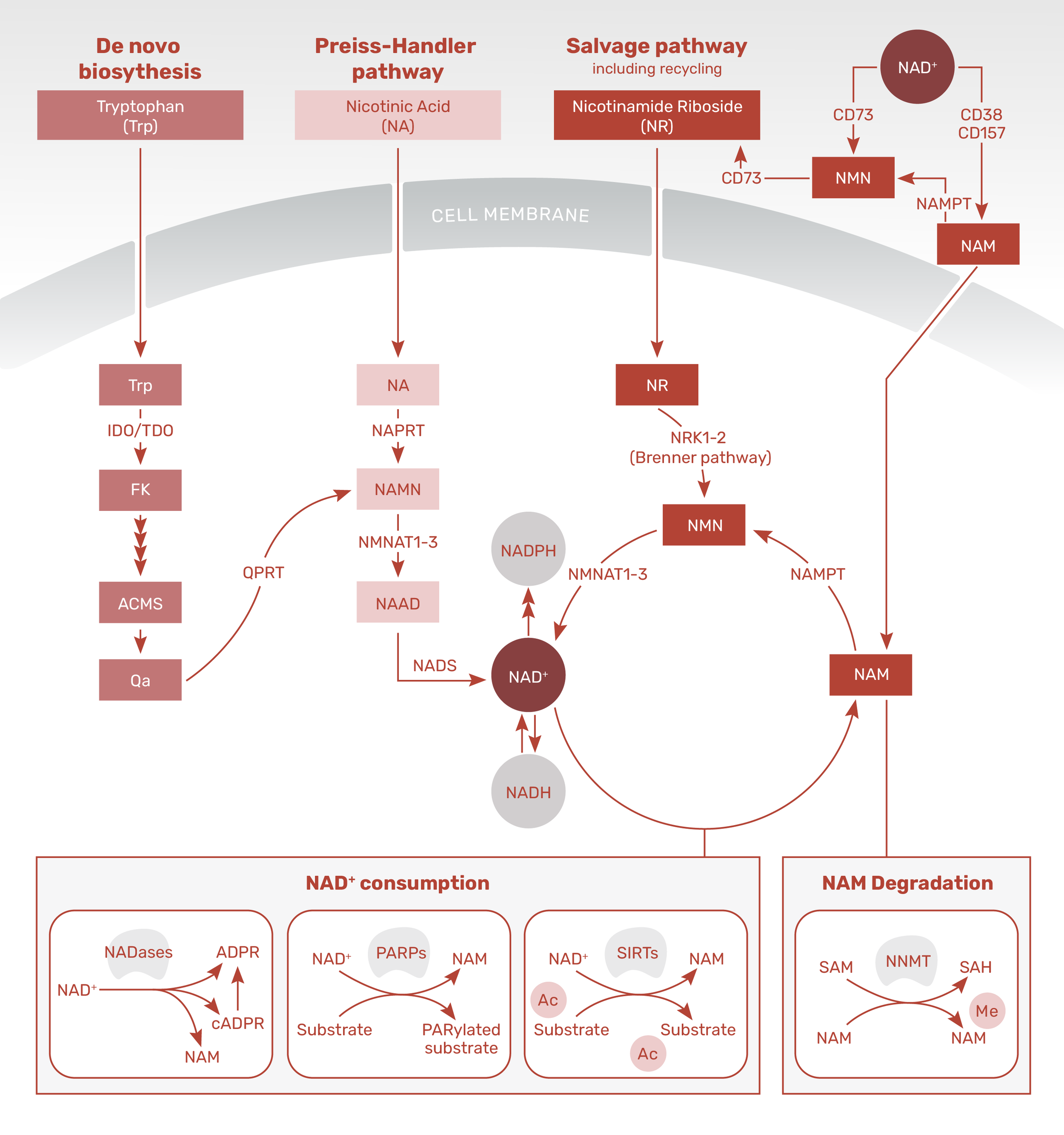 NAD Levels Are Not Constant — About NAD
