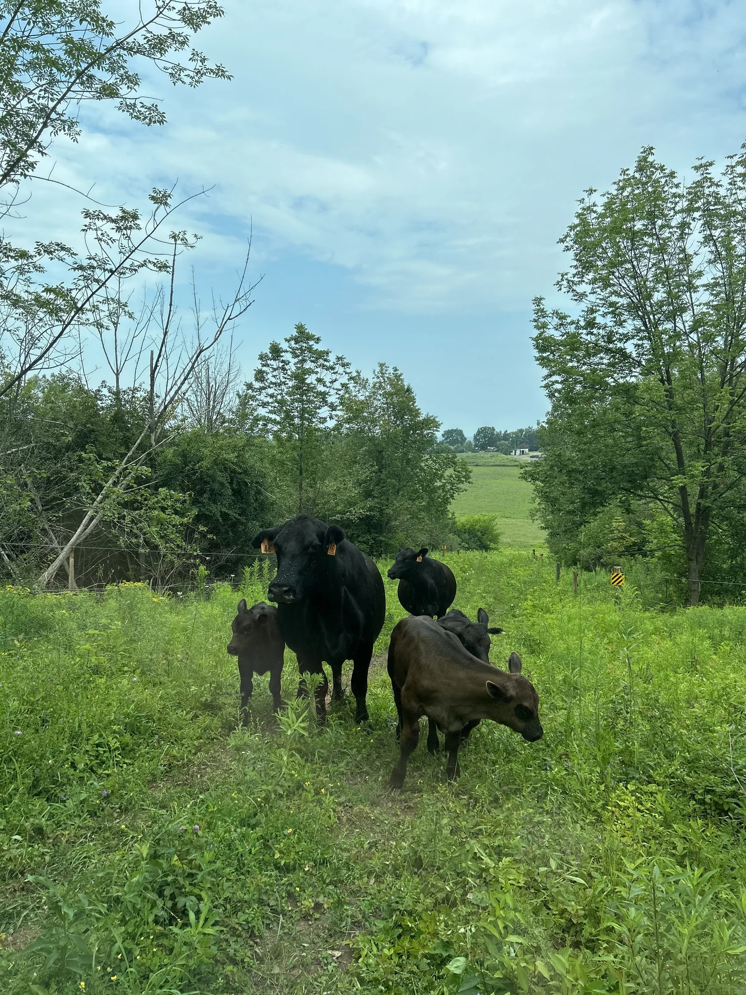 O’Mara Farms