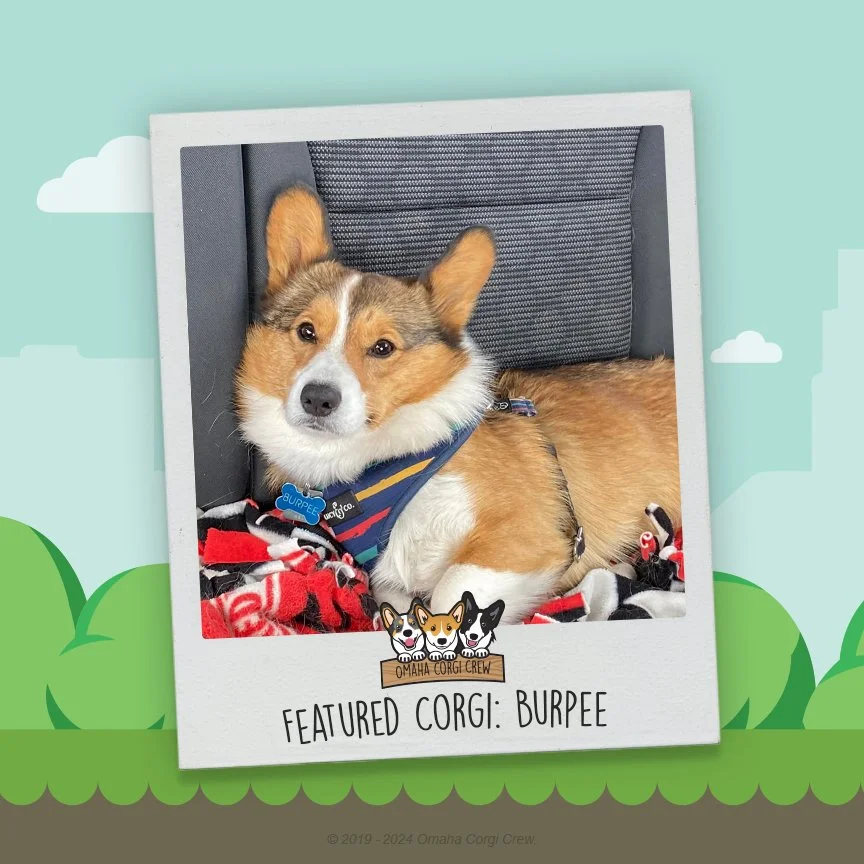 Omaha Corgi Crew