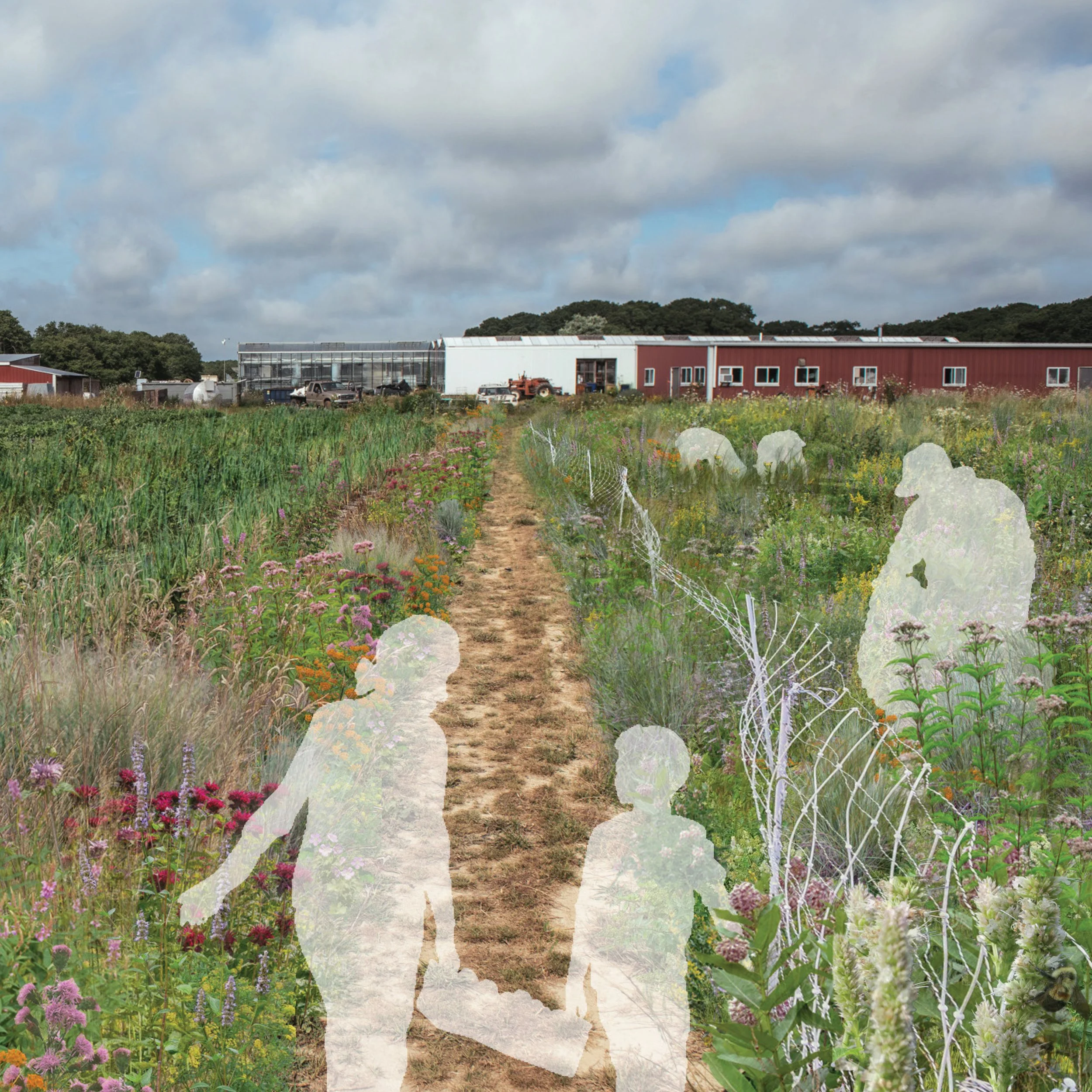 Biodiverse Landscape Design Projects in Massachusetts, New York and New ...