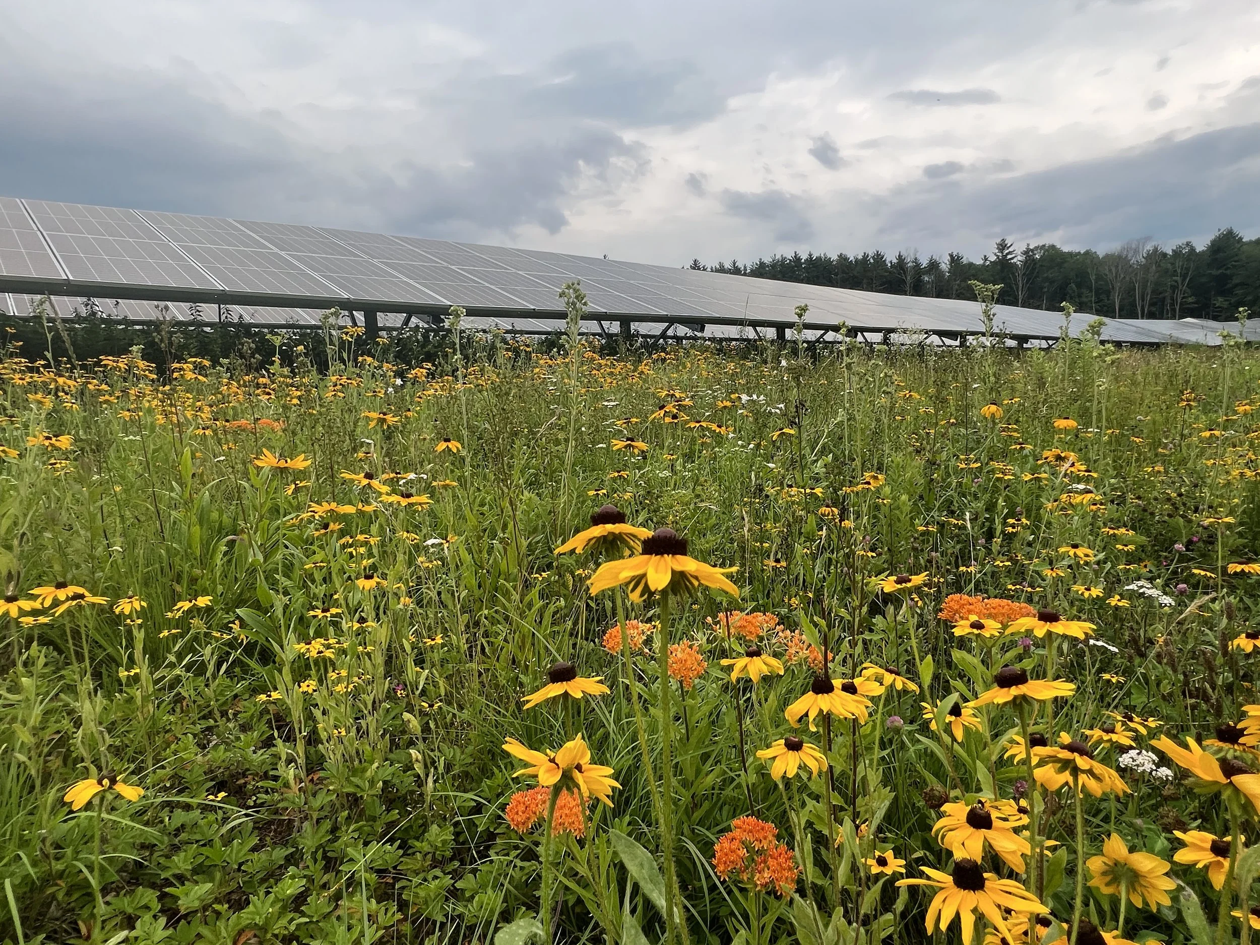 Biodiverse Landscape Design and Planning Services — LANDSCAPE|NTERACTIONS