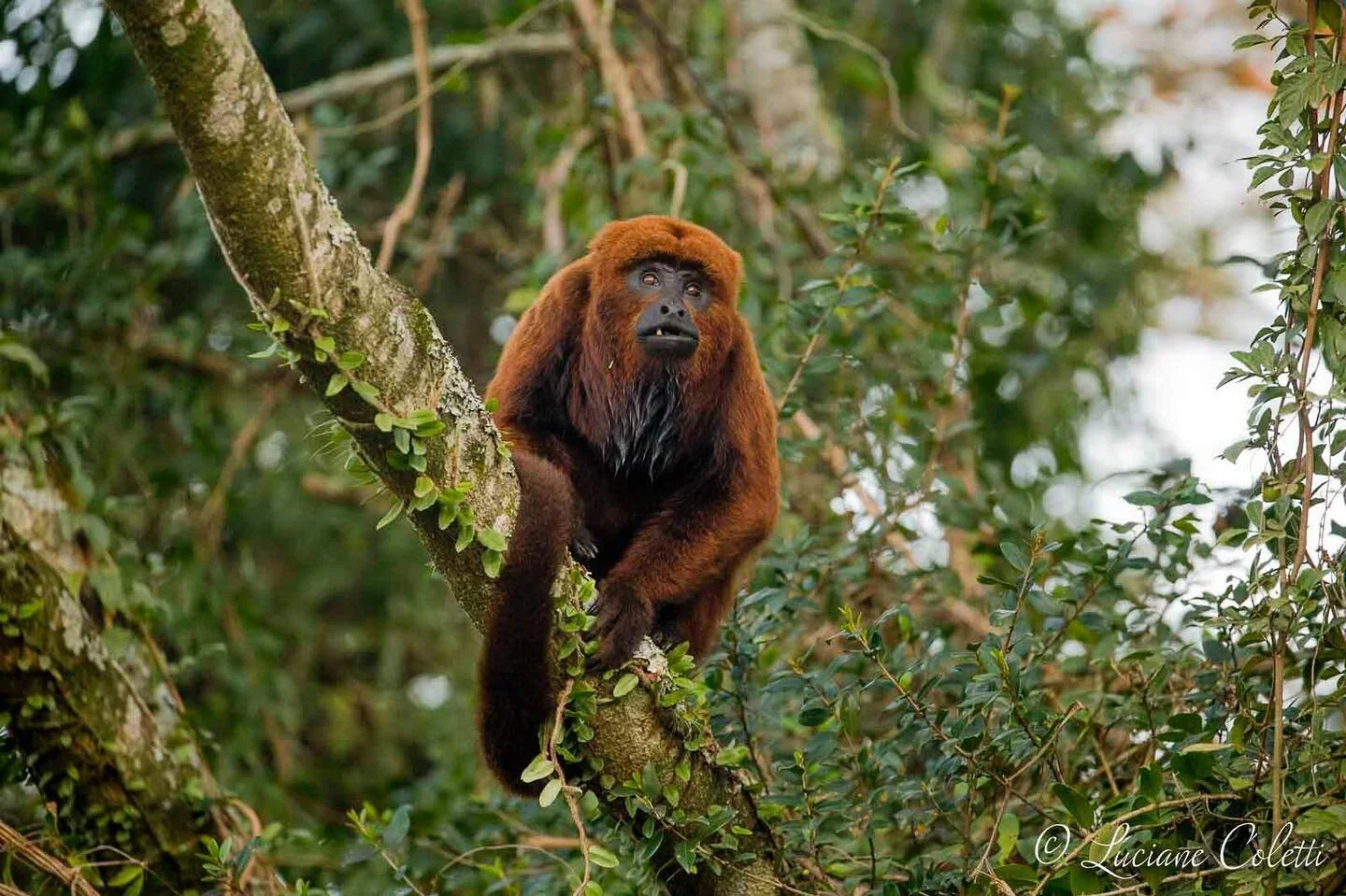 Brown Howler Monkey