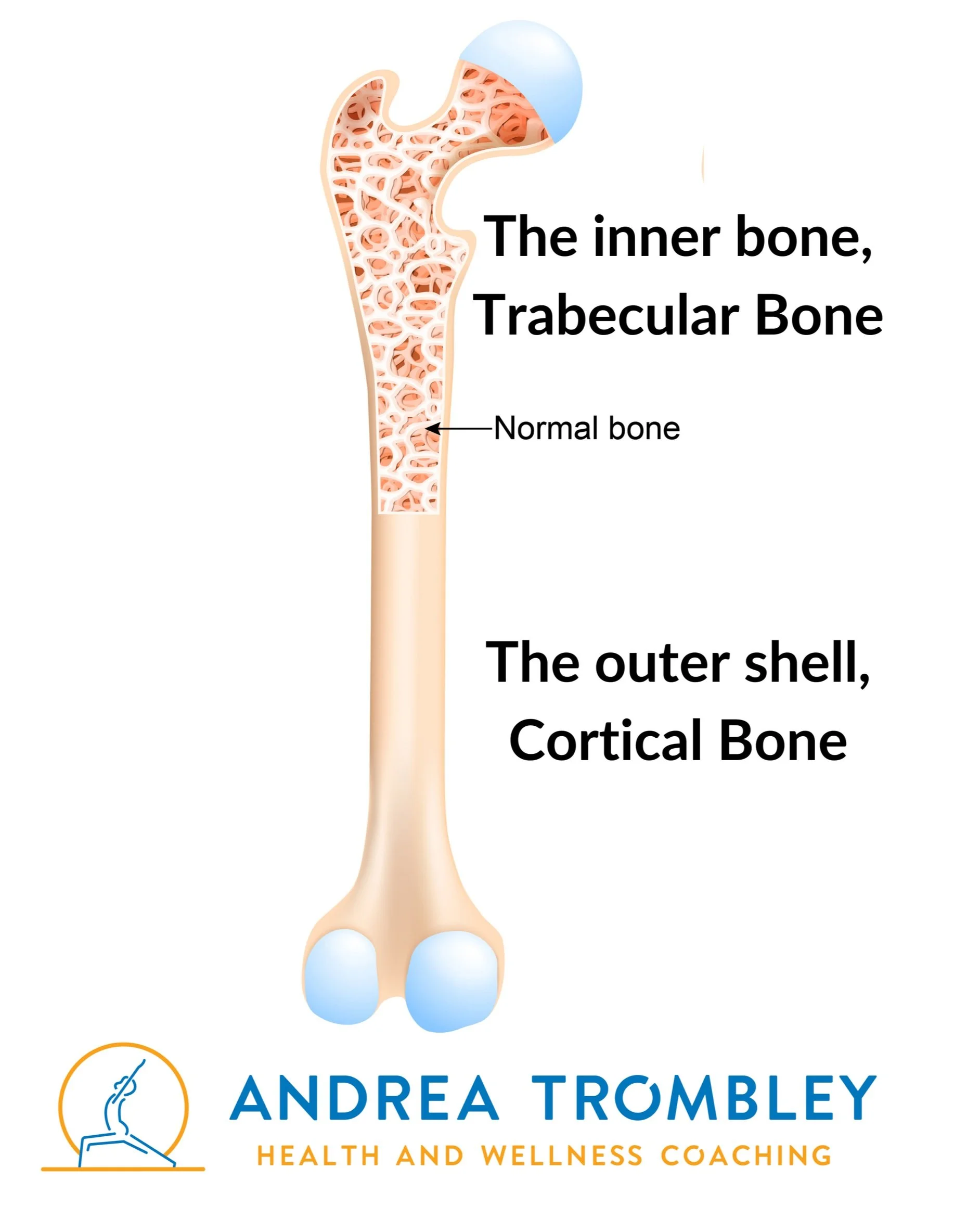 What Is A Trabecular Bone Score? — Andrea Trombley Physical Therapy and ...
