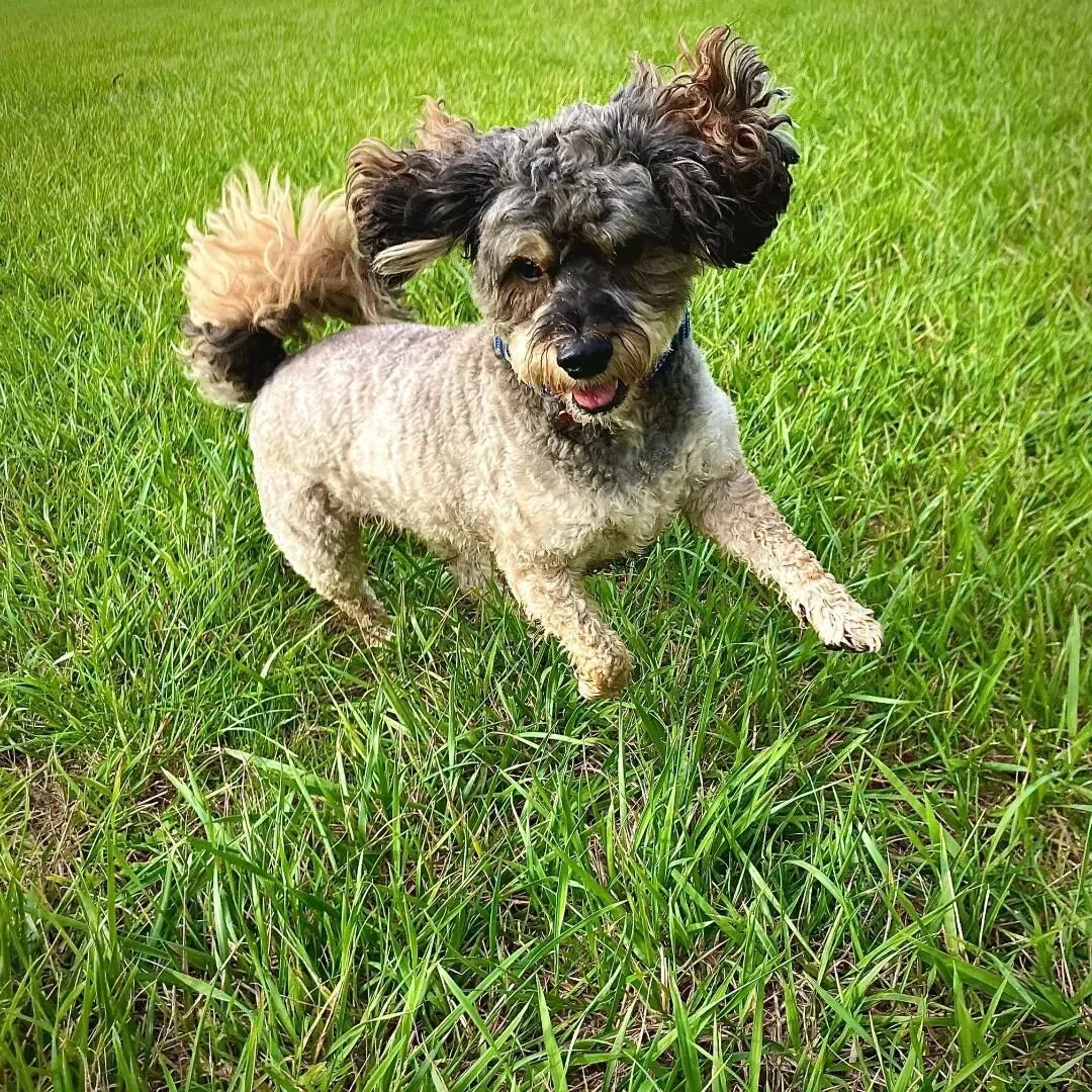 Dogs at the Country Club Gallery | Humphrey & Bo Hotel & Country Club ...