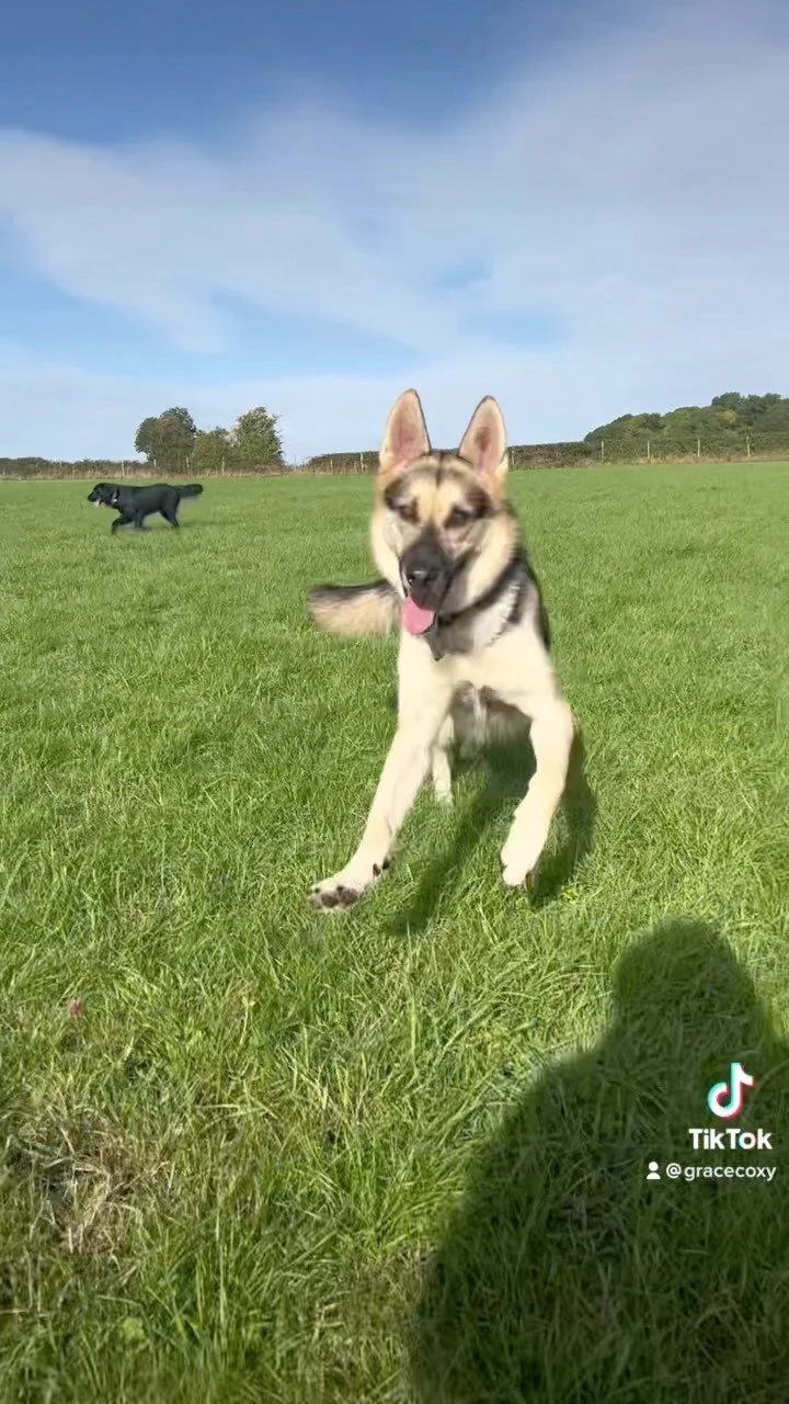 Dogs at the Country Club Gallery | Humphrey & Bo Hotel & Country Club ...