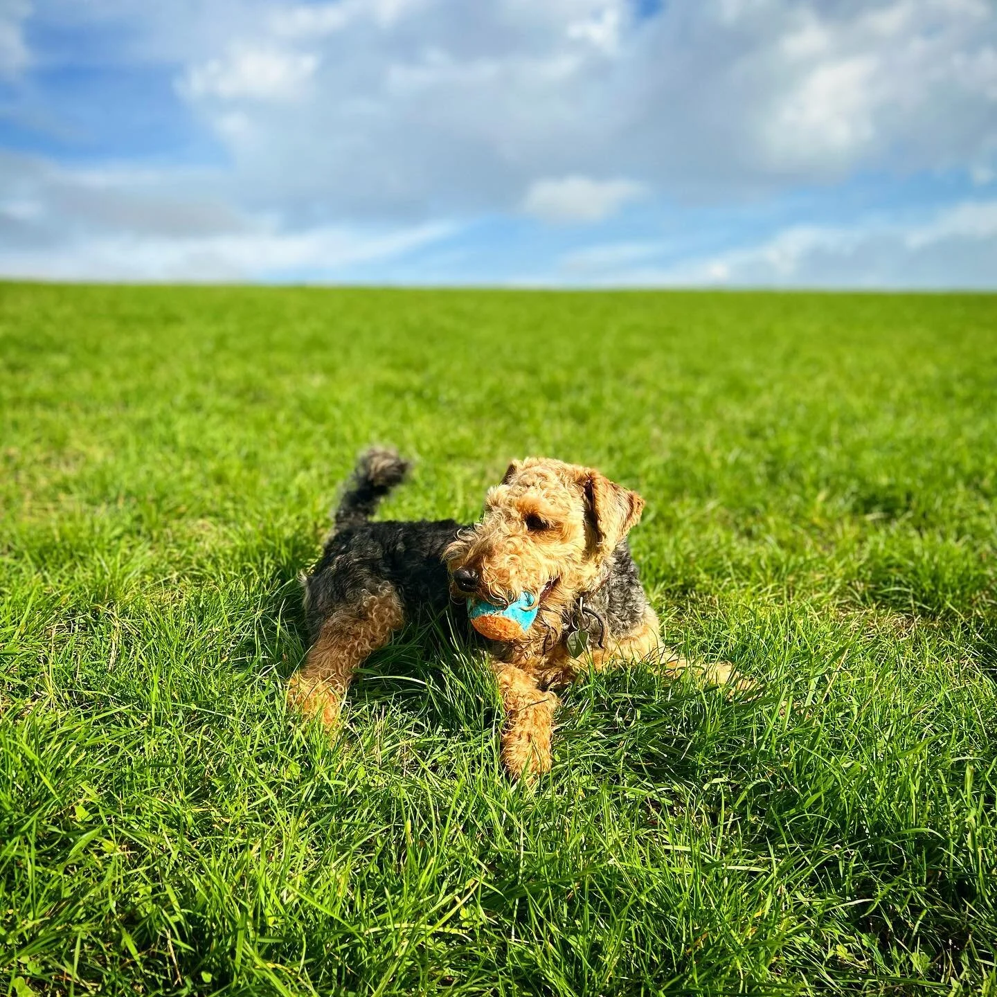 Dogs at the Country Club Gallery | Humphrey & Bo Hotel & Country Club ...