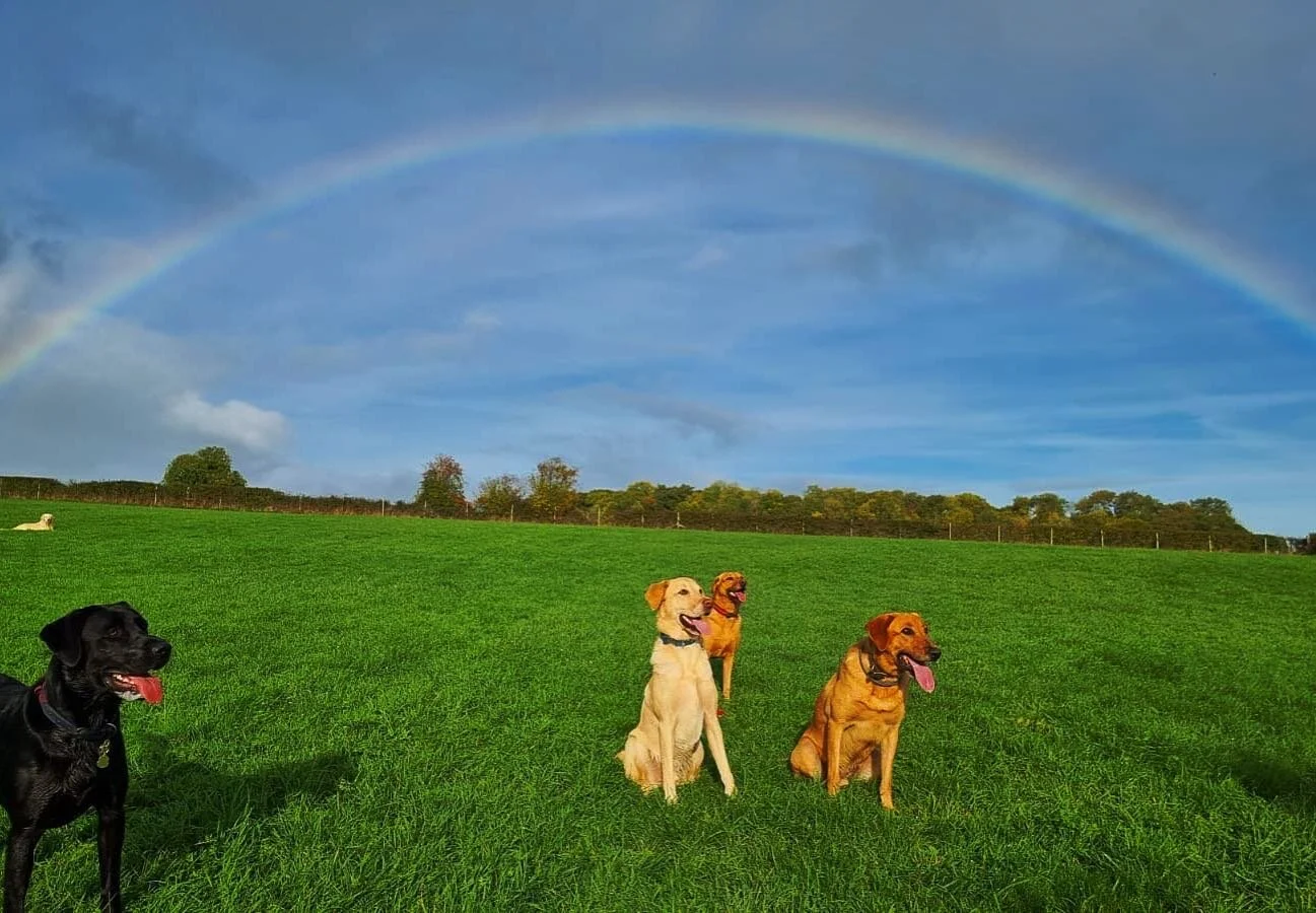 Dogs at the Country Club Gallery | Humphrey & Bo Hotel & Country Club ...