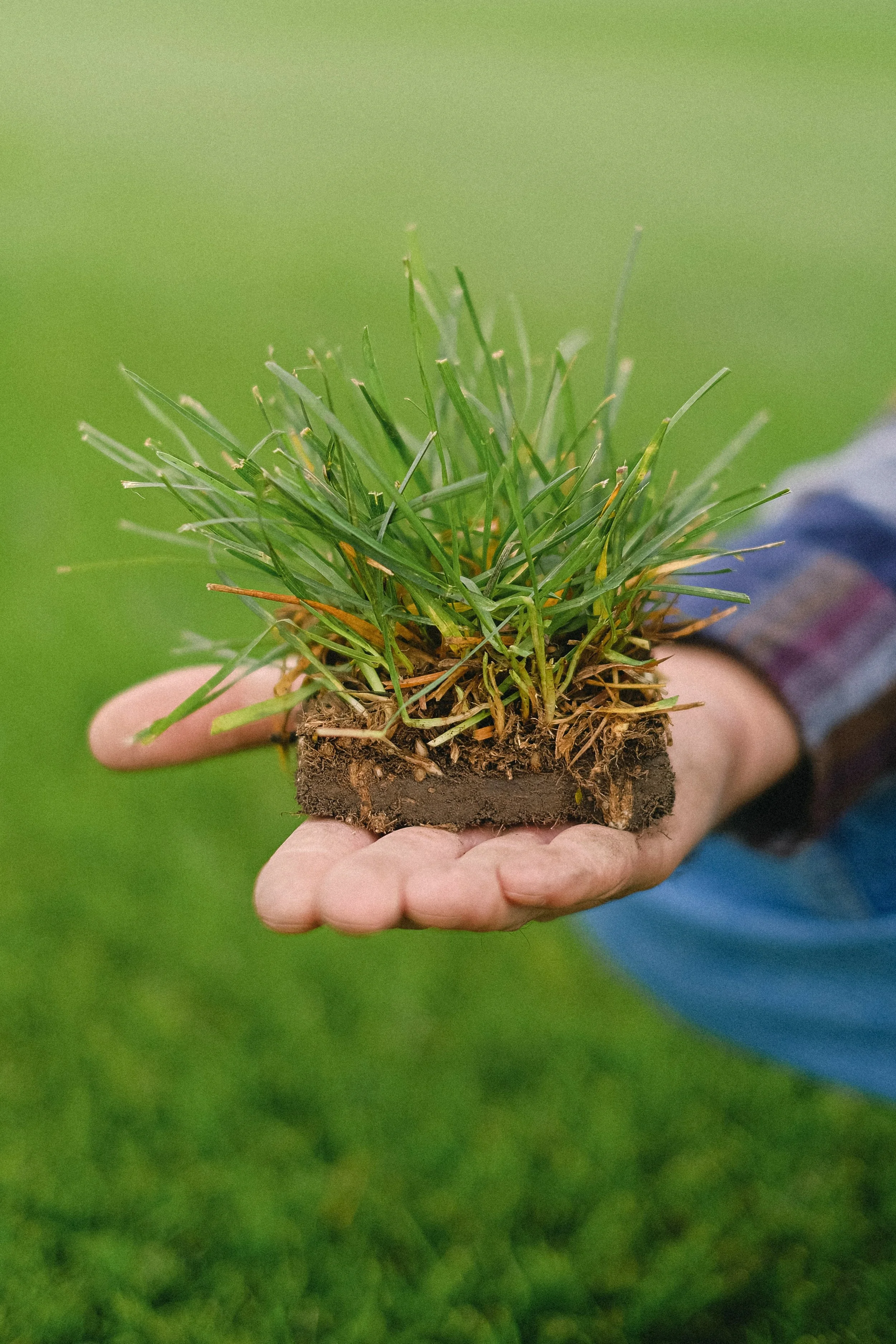 Lawn Fertilization — Joe Cutter's Turf & Snow