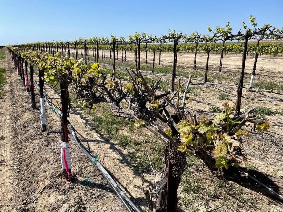 Effect of Variety, Cordon Height, and Irrigation on Mechanical Pruned ...