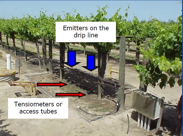 Managing Irrigation to Maximize Grape Production — SJV Trees and Vines