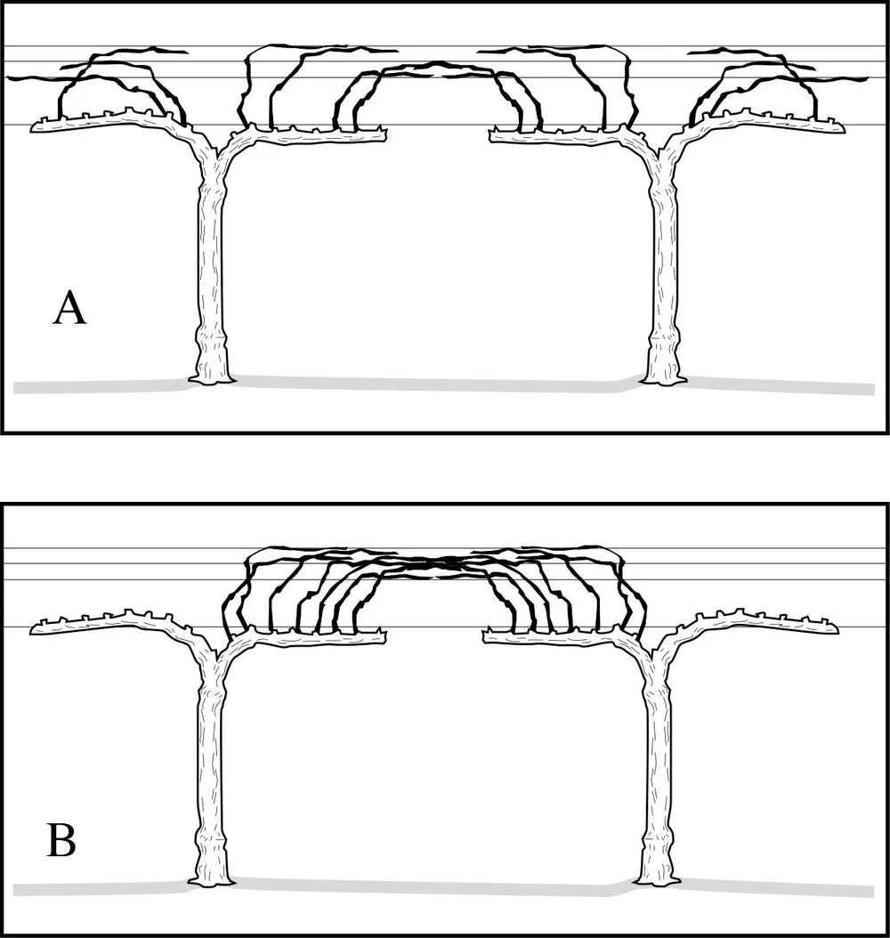 Dry-on-Vine Raisin Grape Canopy Management for Open Gable Trellises ...