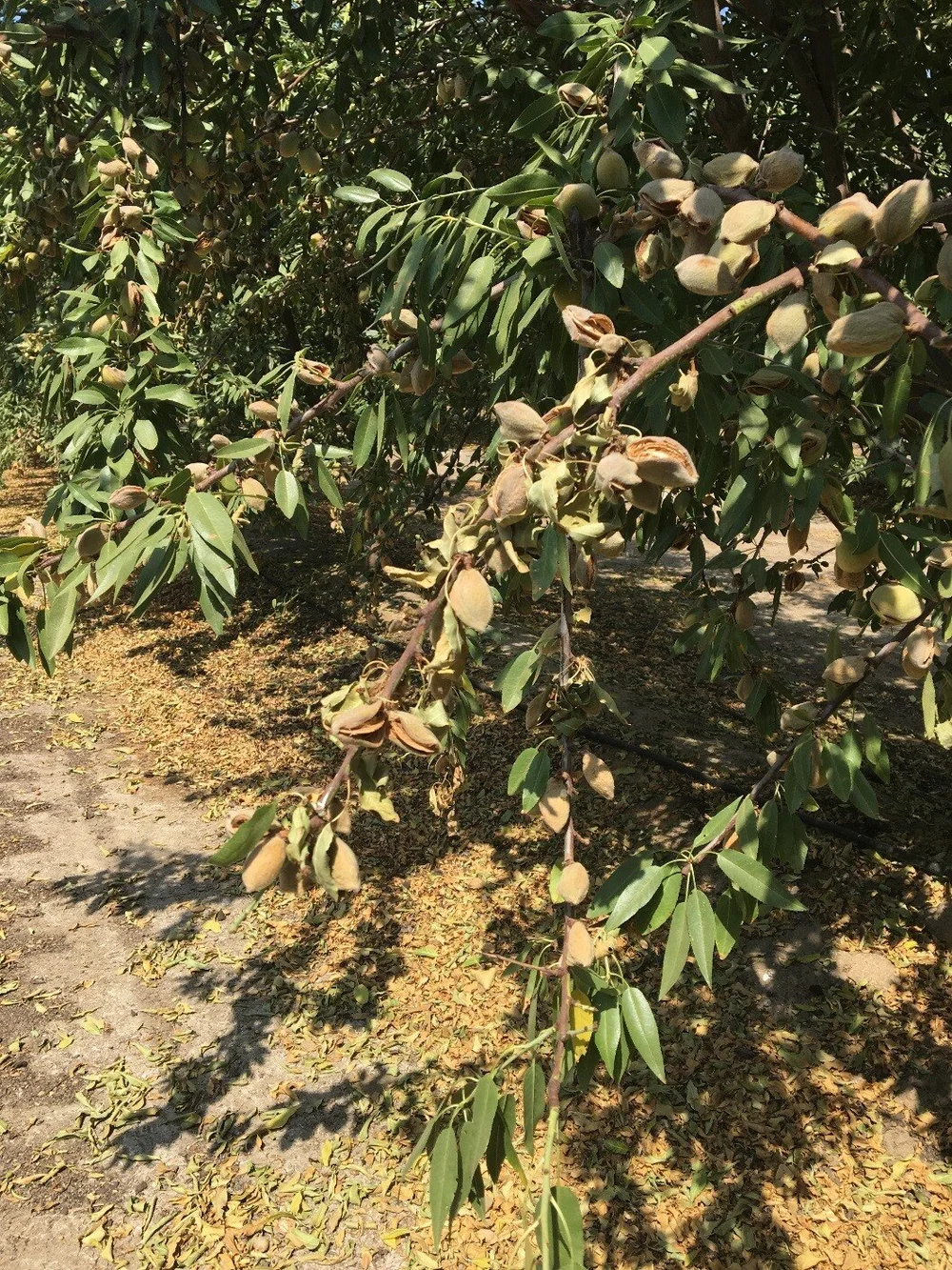 Regulated Deficit Irrigation in Almonds to Manage Hull Rot — SJV Trees ...