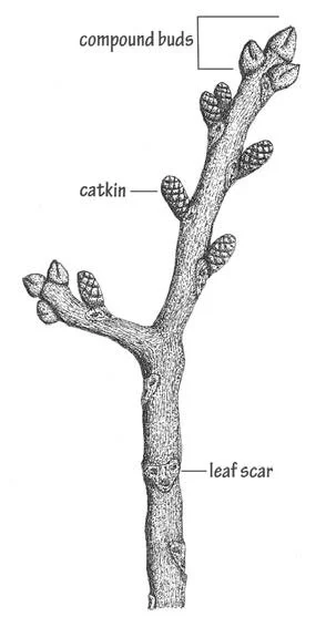How does walnut bud break and shoot elongation differ from pistachio ...