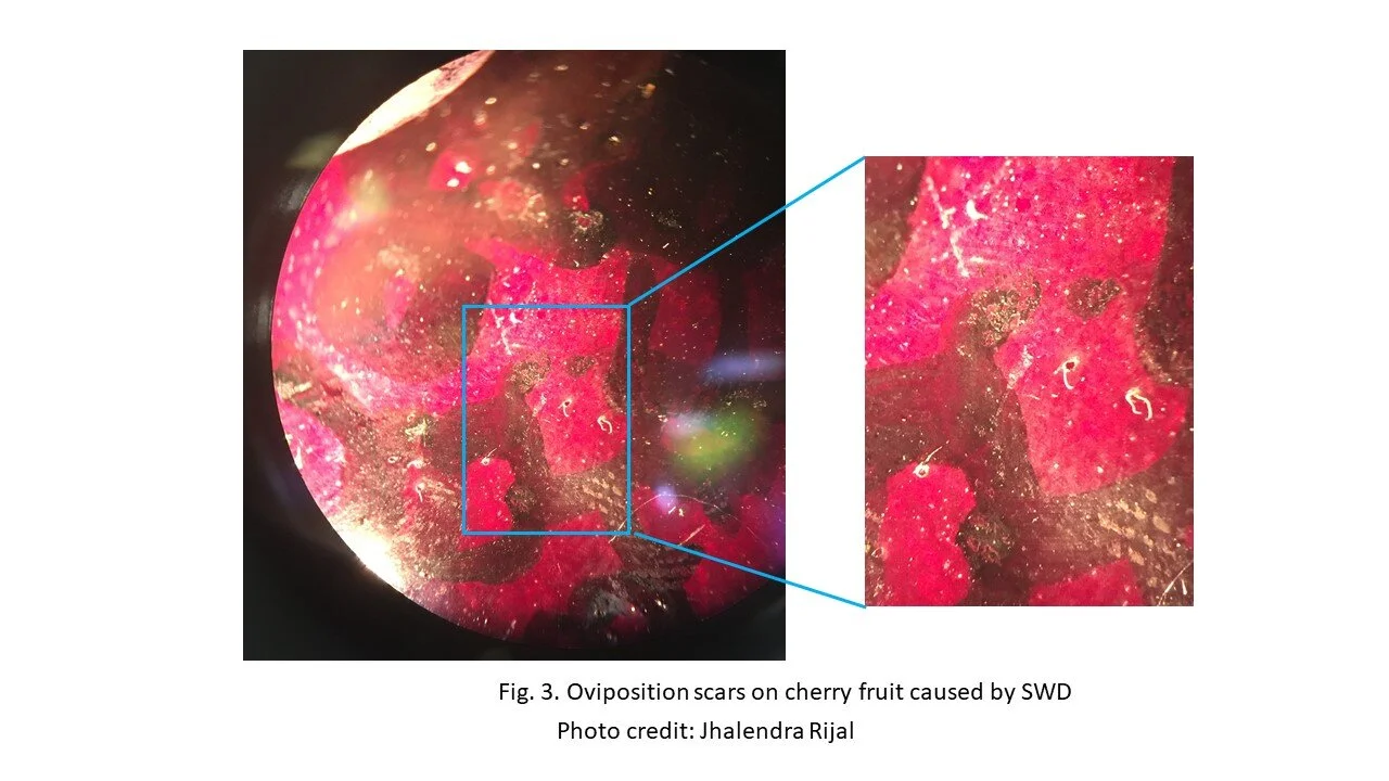 Managing Spotted Wing Drosophila in Blueberry and Cherry Orchards in ...