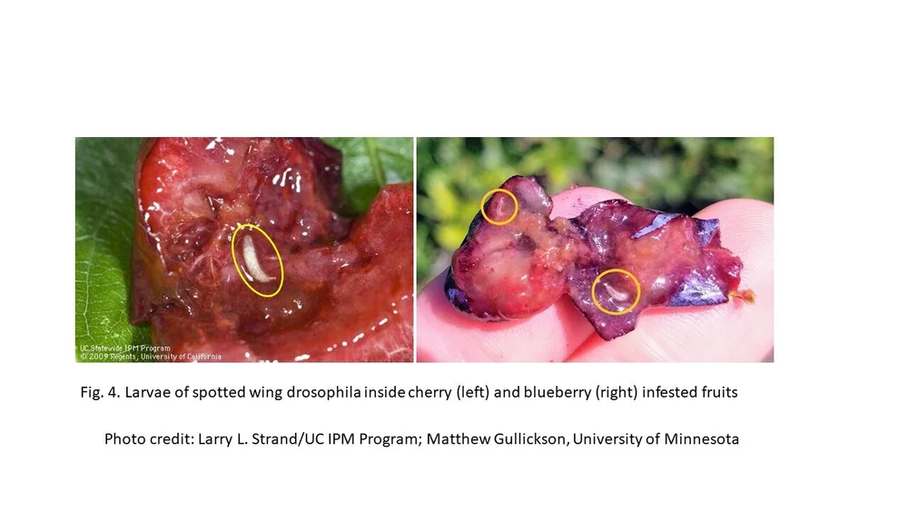 Managing Spotted Wing Drosophila in Blueberry and Cherry Orchards in ...