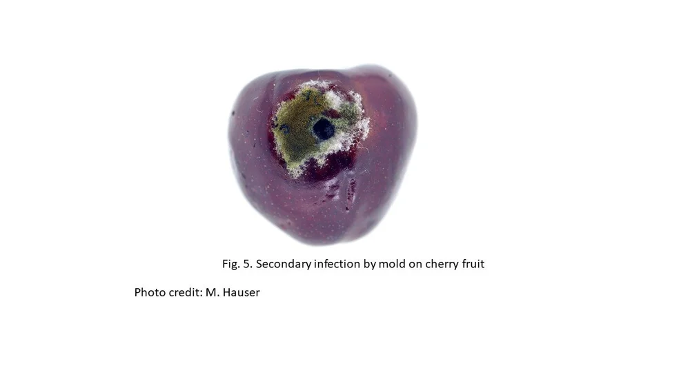 Managing Spotted Wing Drosophila in Blueberry and Cherry Orchards in ...