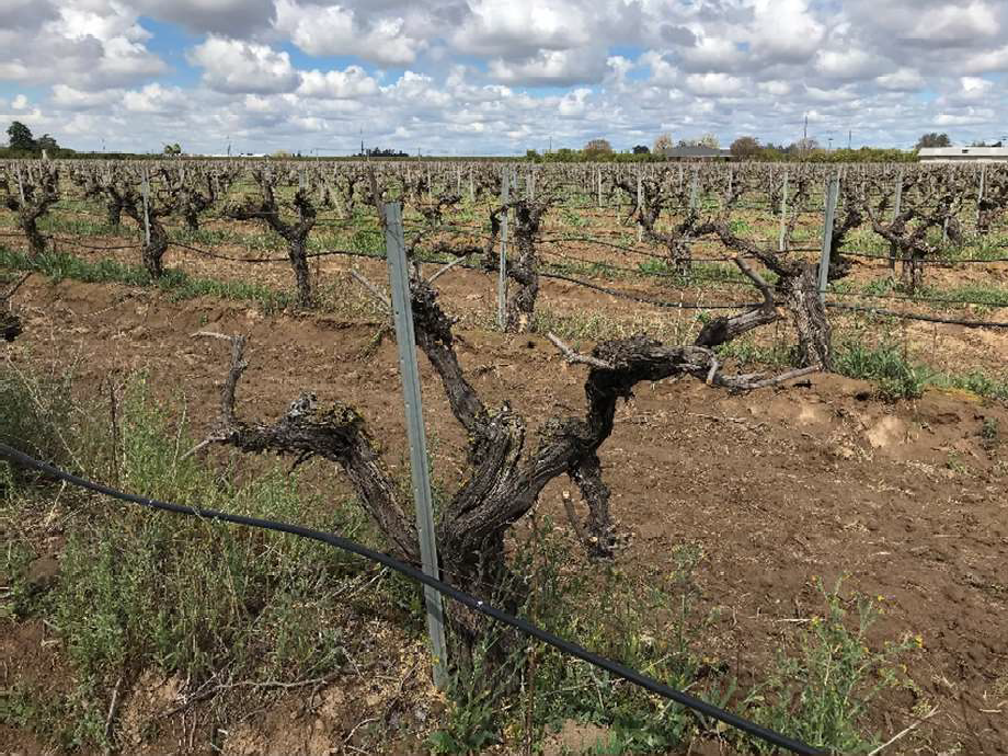 Spur Pruning and Minimal Pruning on Raisin Grape — SJV Trees and Vines