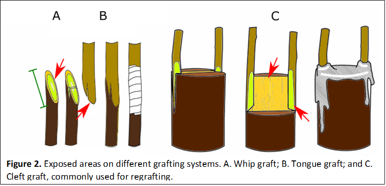 Pruning and Trunk Diseases — SJV Trees and Vines