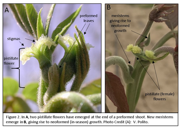 Spring in California walnuts: budbreak, bloom, and pollination events ...