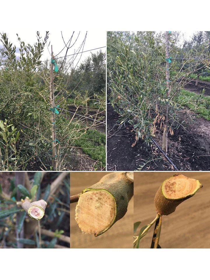 Verticillium Wilt vs. Freeze Damage of Super High Density Oil Olive ...